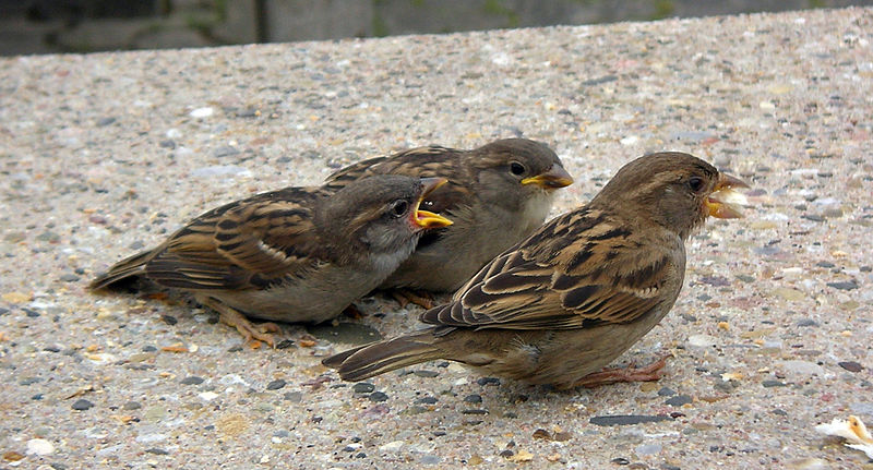 Nestkasten voor de Huismus. Informatie over de Huismus