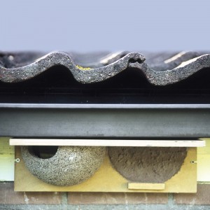 Nestkasten voor zwaluwen